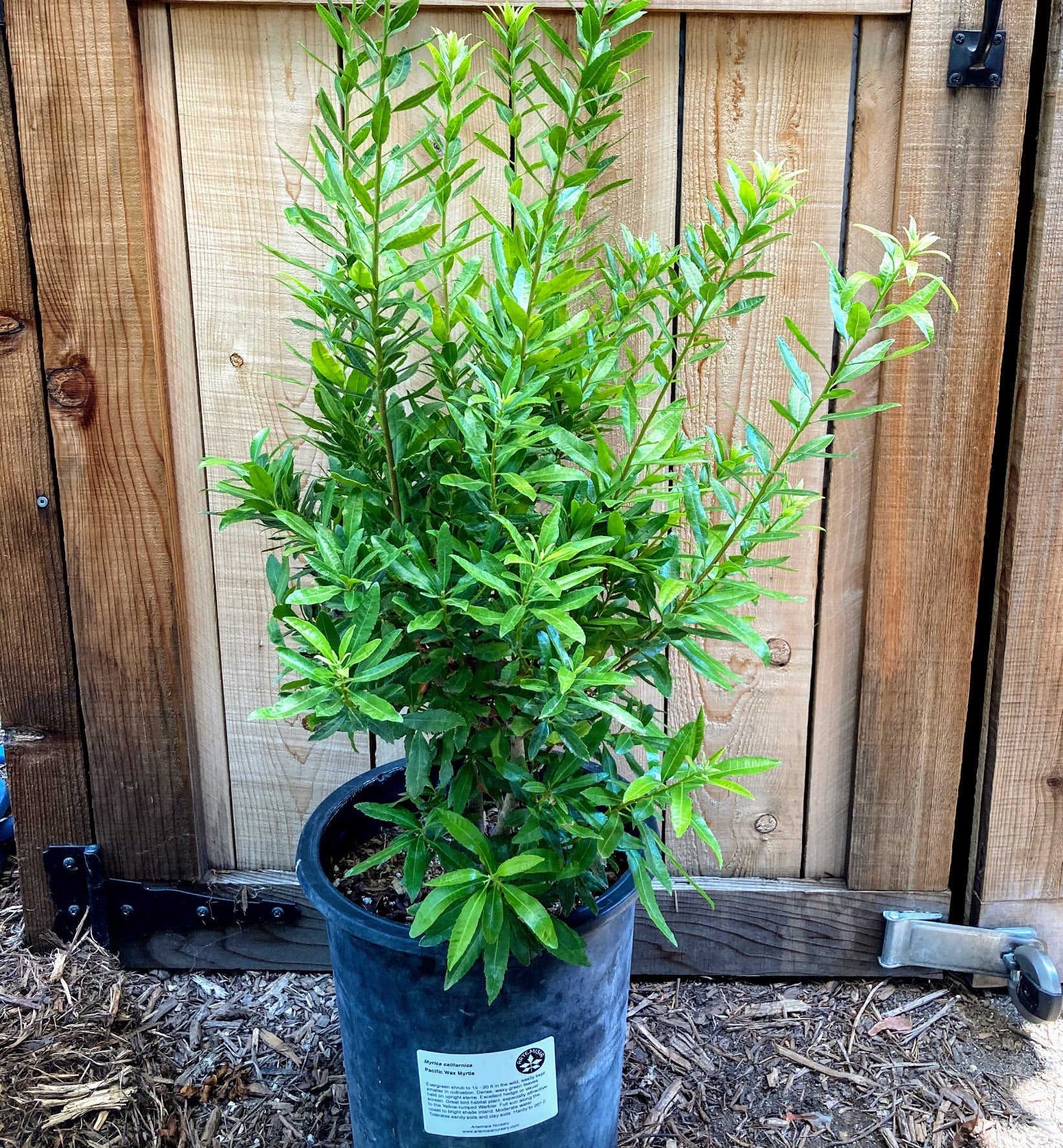 Gallon Wax Myrtle